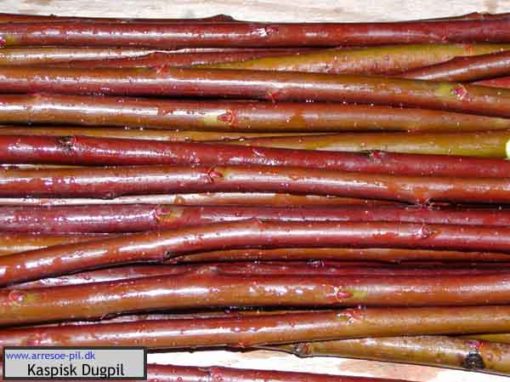 Pilesorter - Arresø pil - se vores mange pilesorter